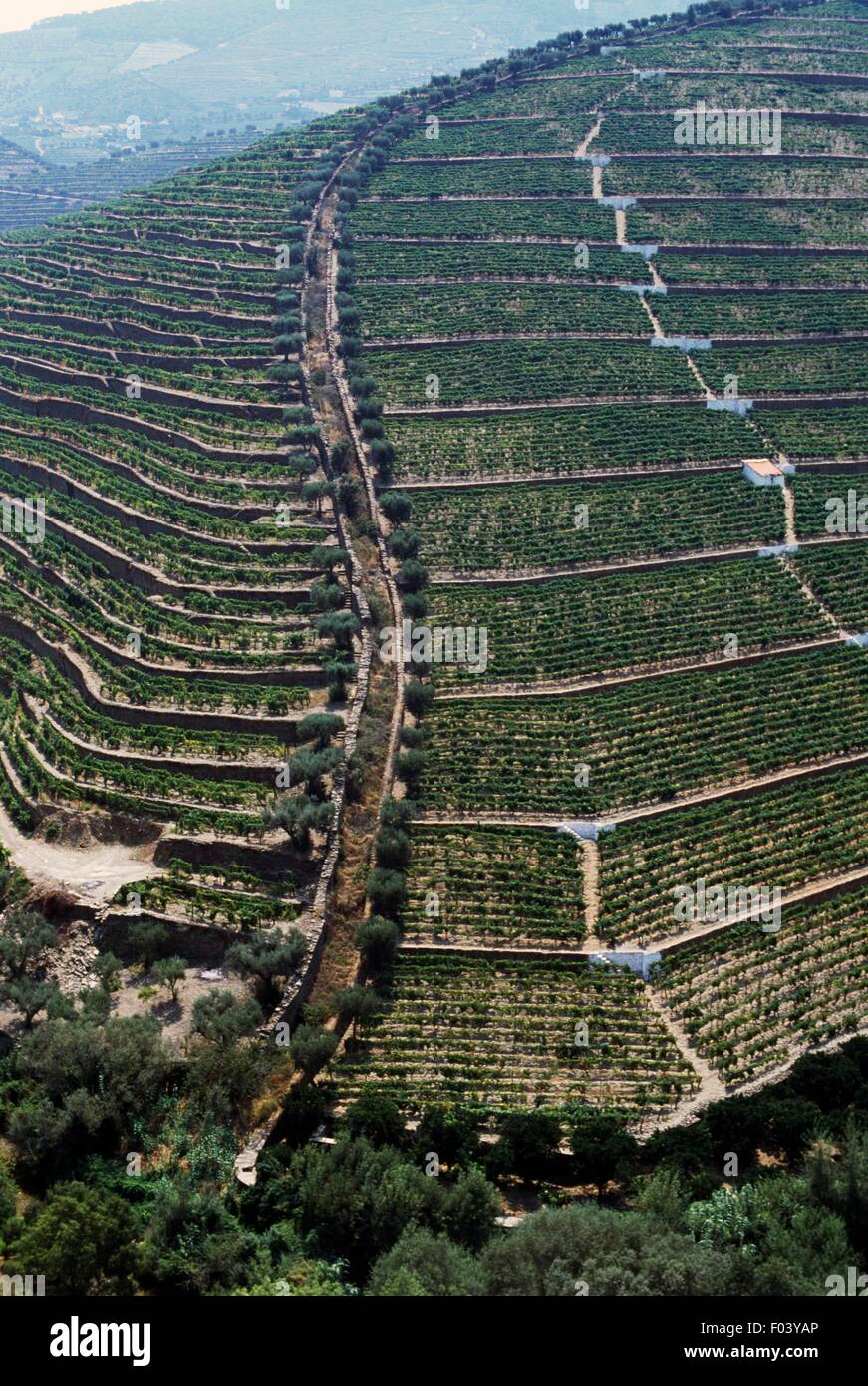 Terraced vineyards in the Douro valley (UNESCO World Heritage List ...
