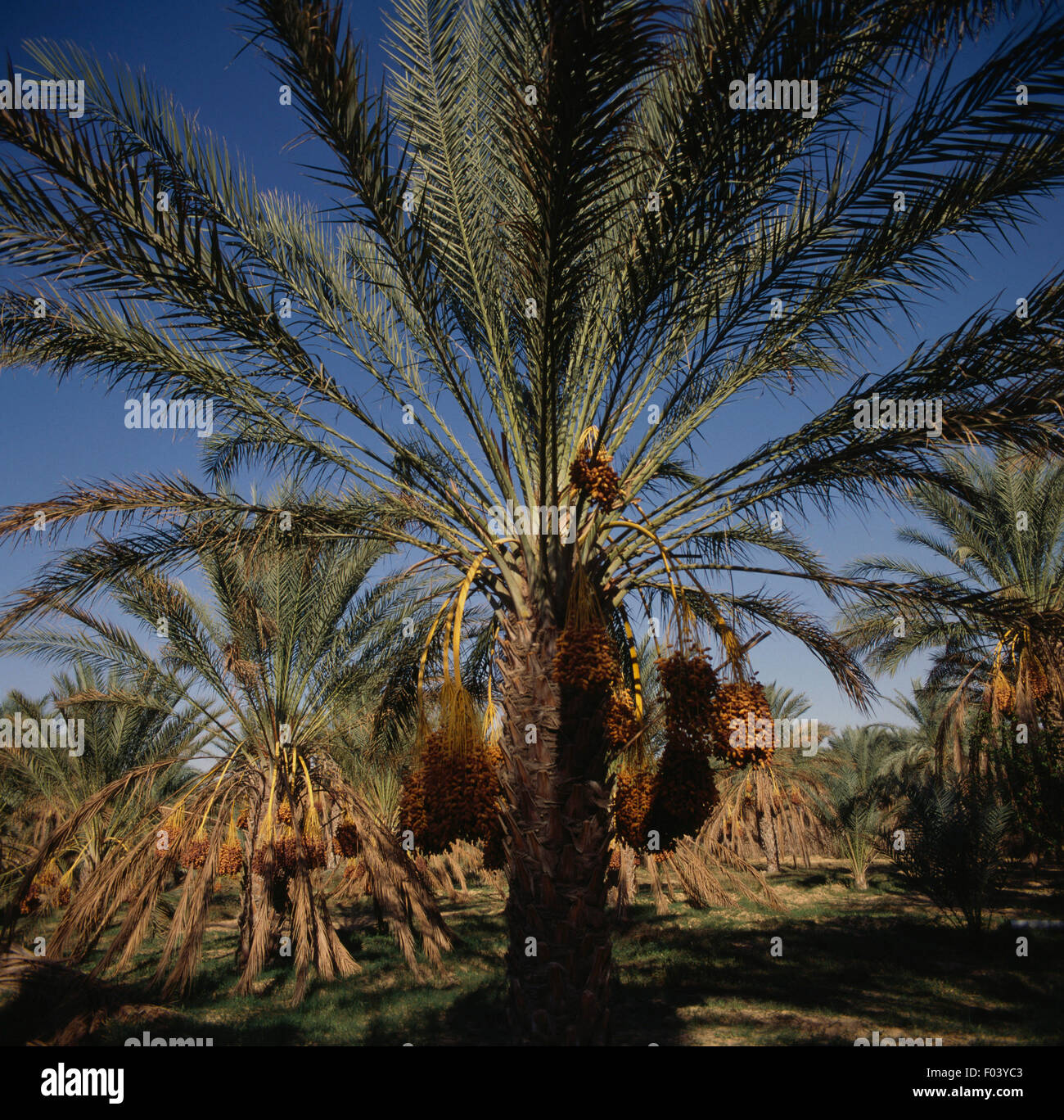 Date palm trees (Phoenix dactylifera), Algeria Stock Photo - Alamy