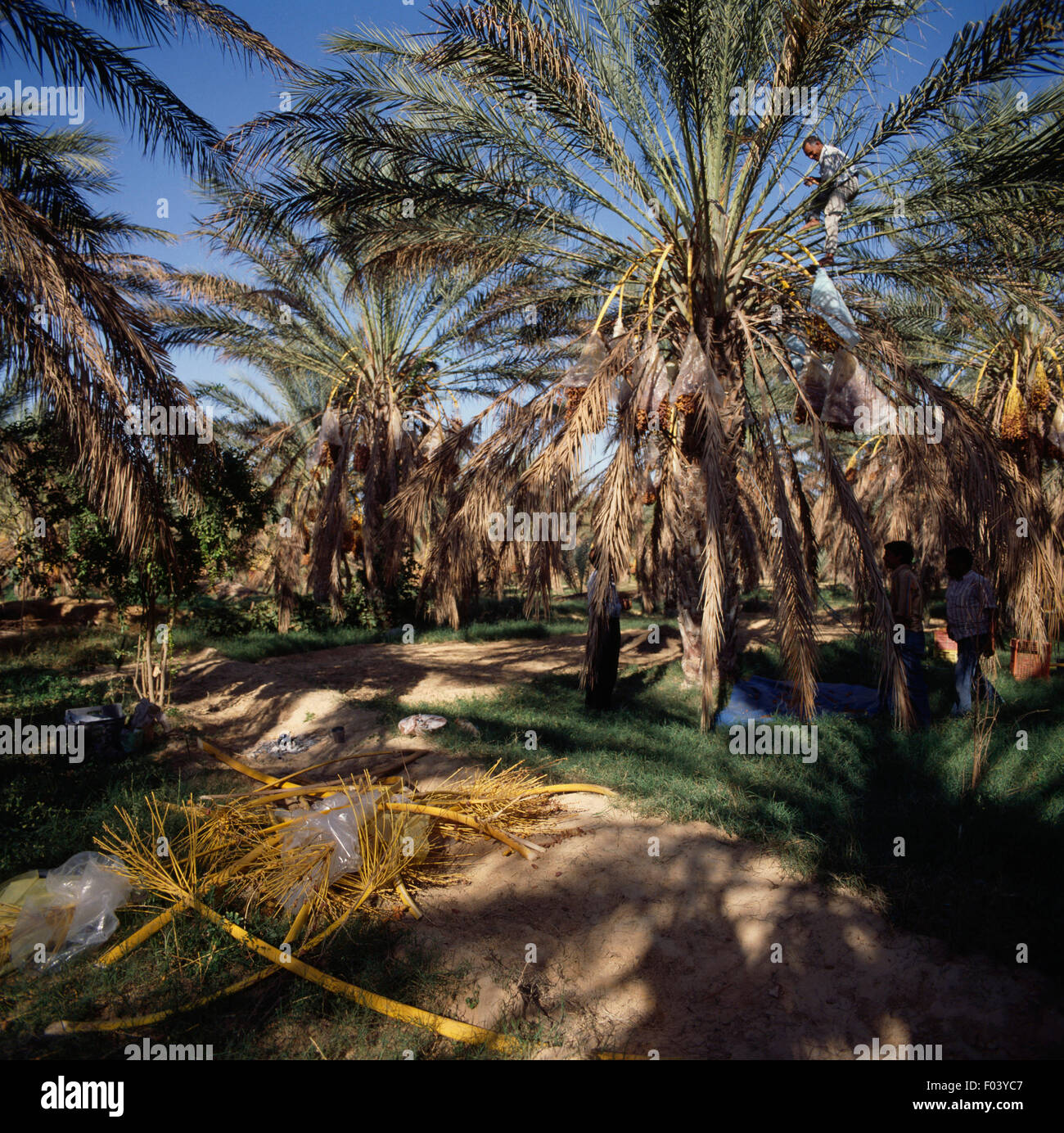 Date palm picking hi-res stock photography and images - Alamy
