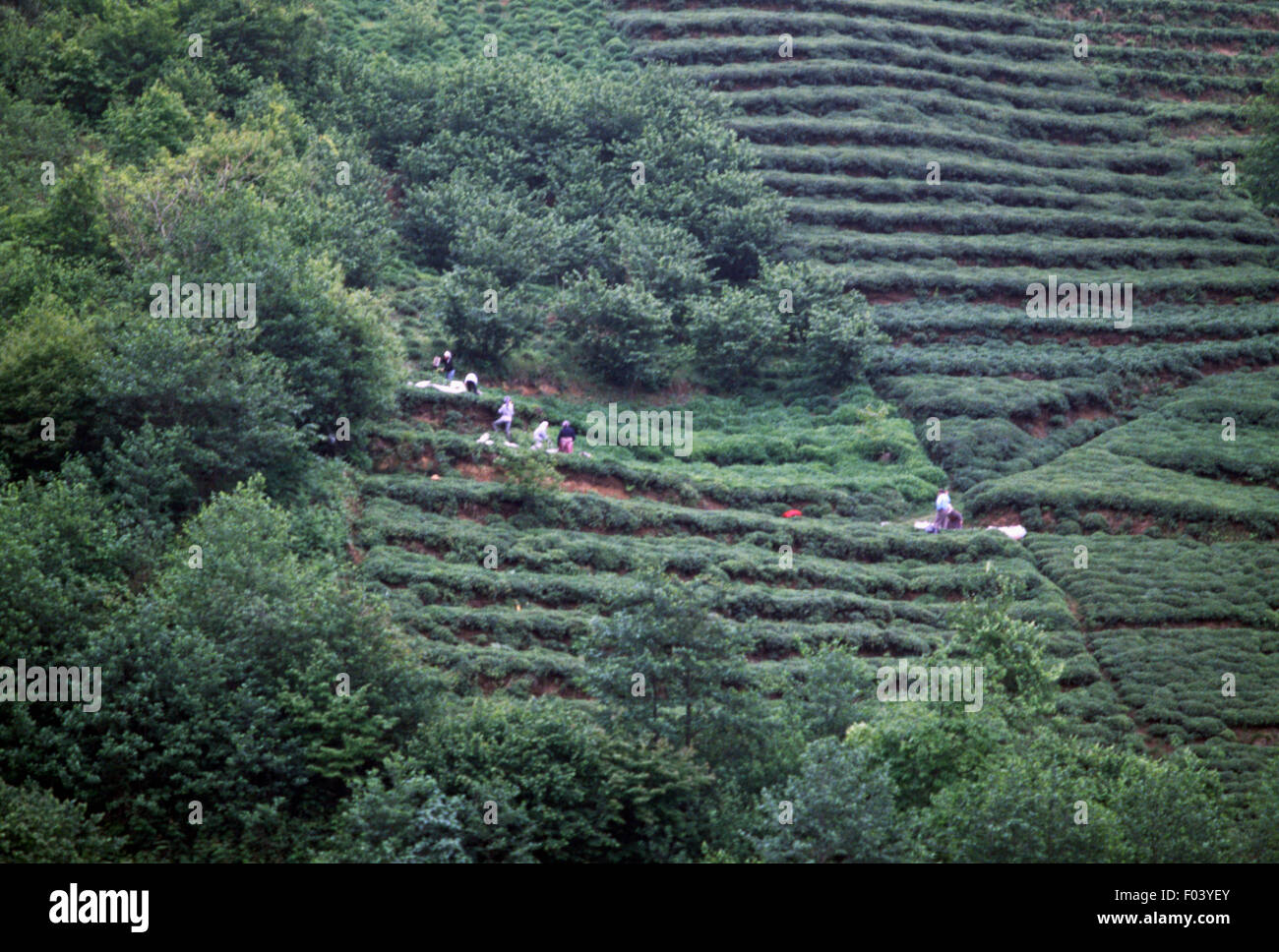 Rize Turkey Tea Stock Photos & Rize Turkey Tea Stock Images - Alamy