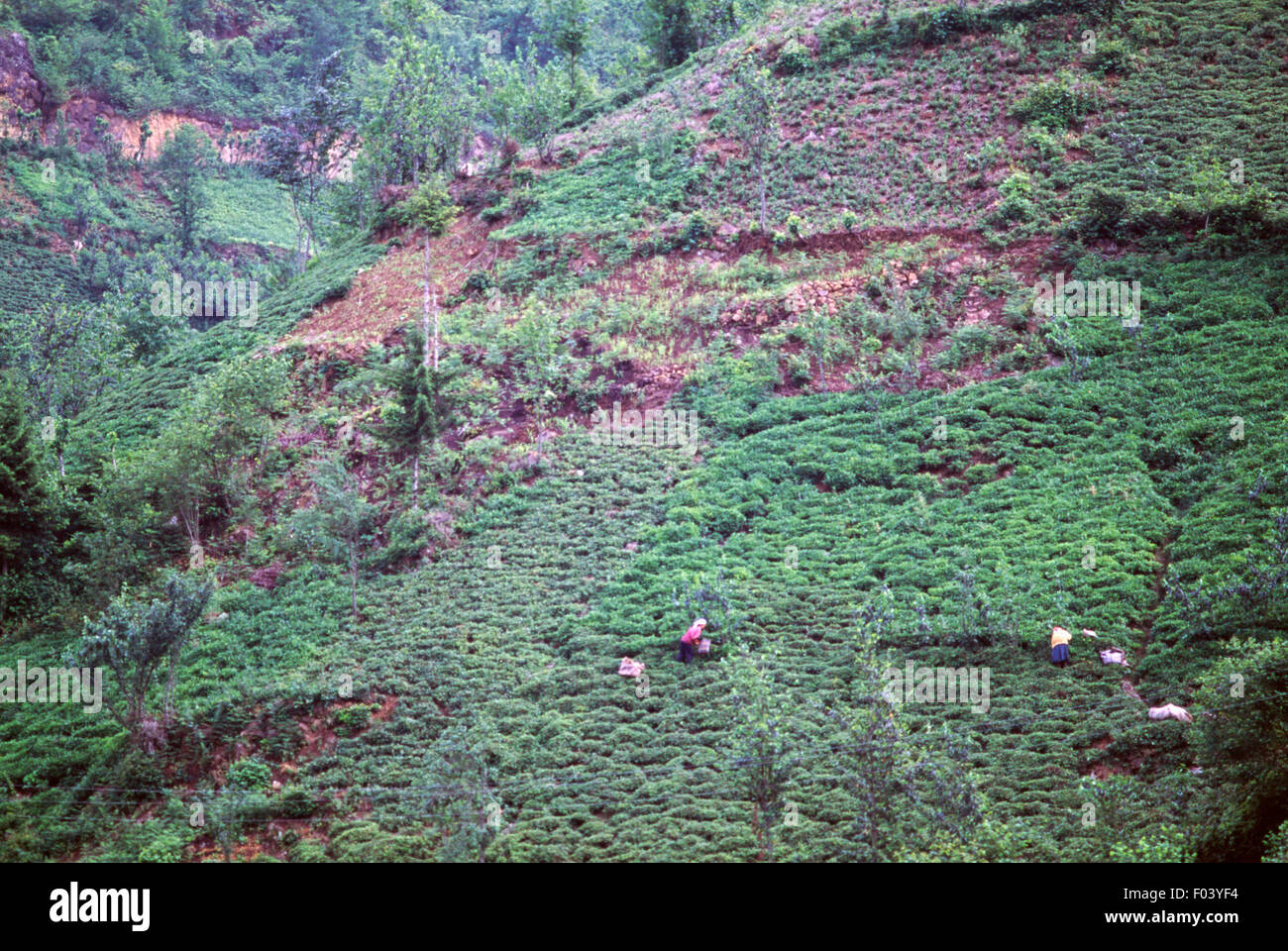 Tea harvesting turkey hi-res stock photography and images - Alamy
