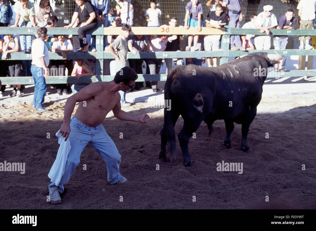 A man with a bull during the annual running of the bulls, Estremadura ...