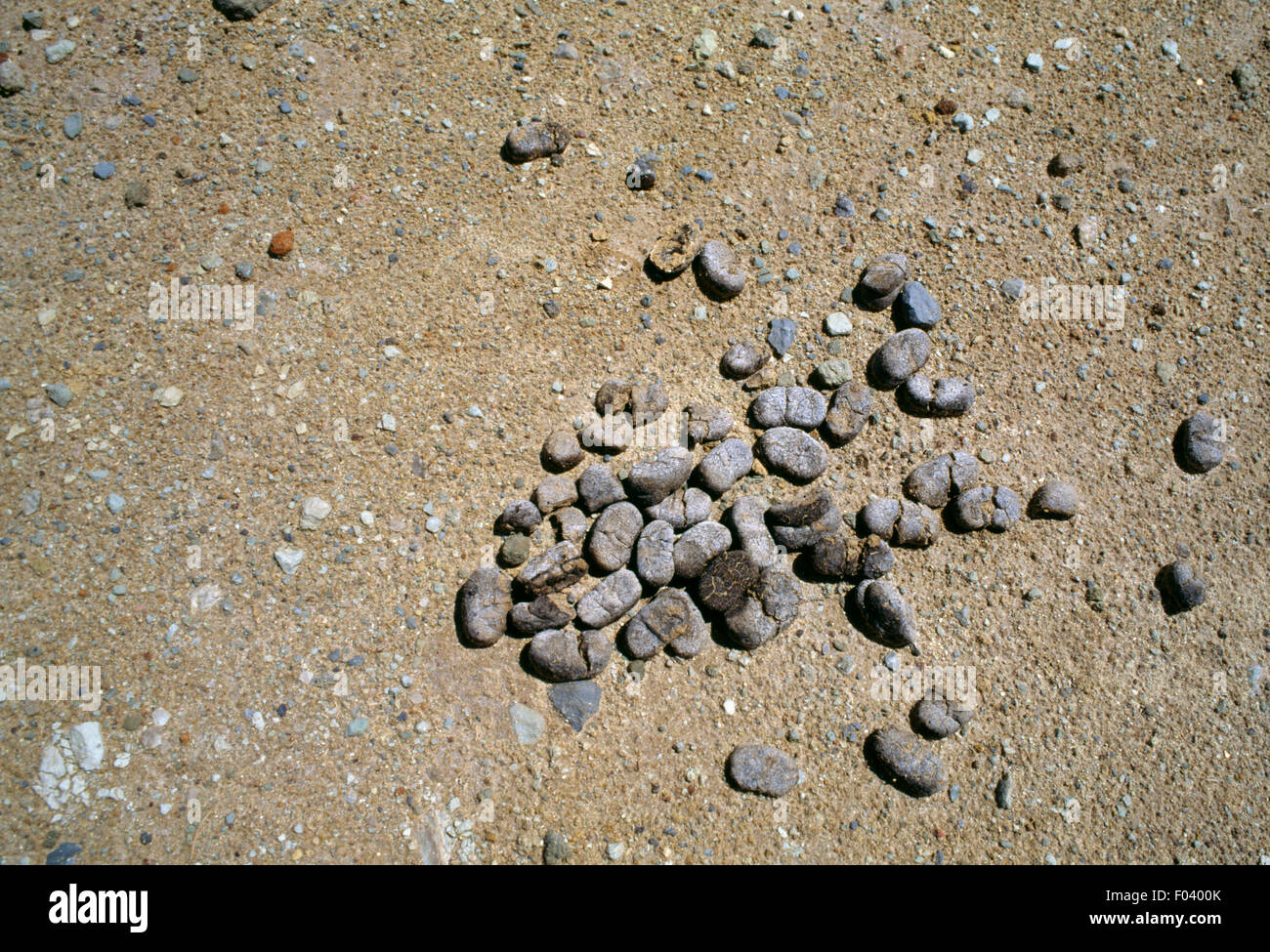 Goat feces hi-res stock photography and images - Alamy