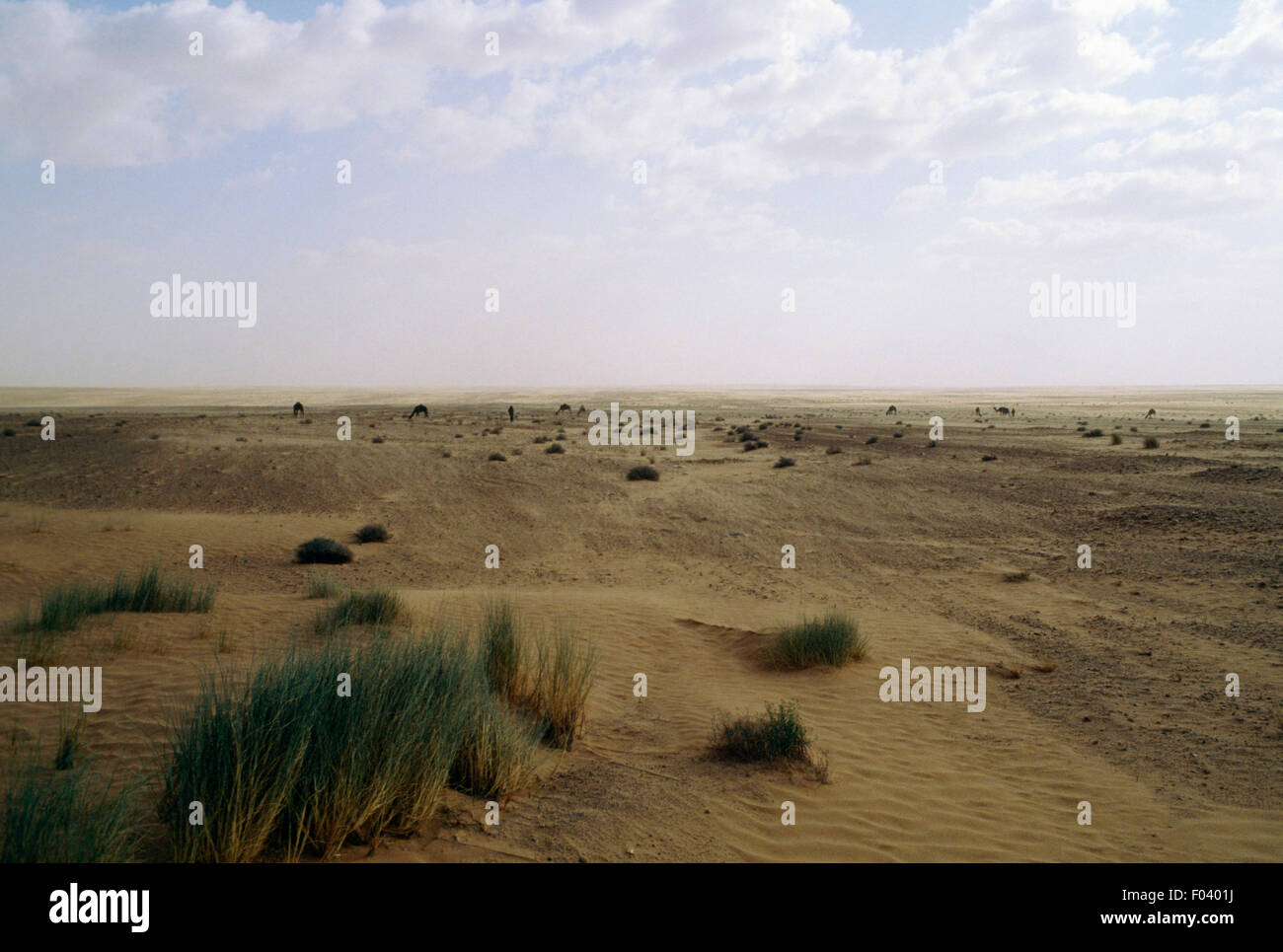 Ouargla algeria hi-res stock photography and images - Alamy
