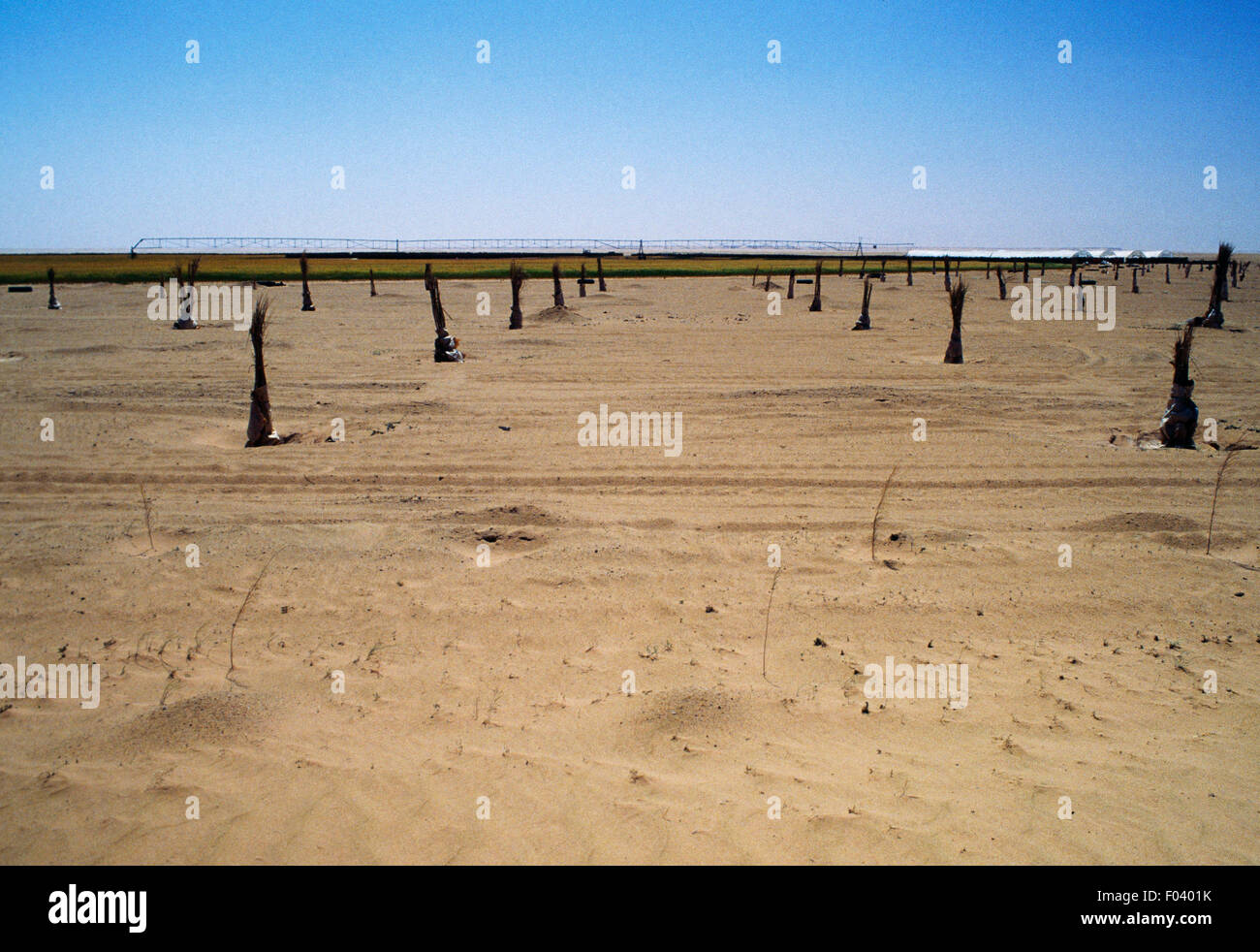 Ouargla algeria palm hi-res stock photography and images - Alamy