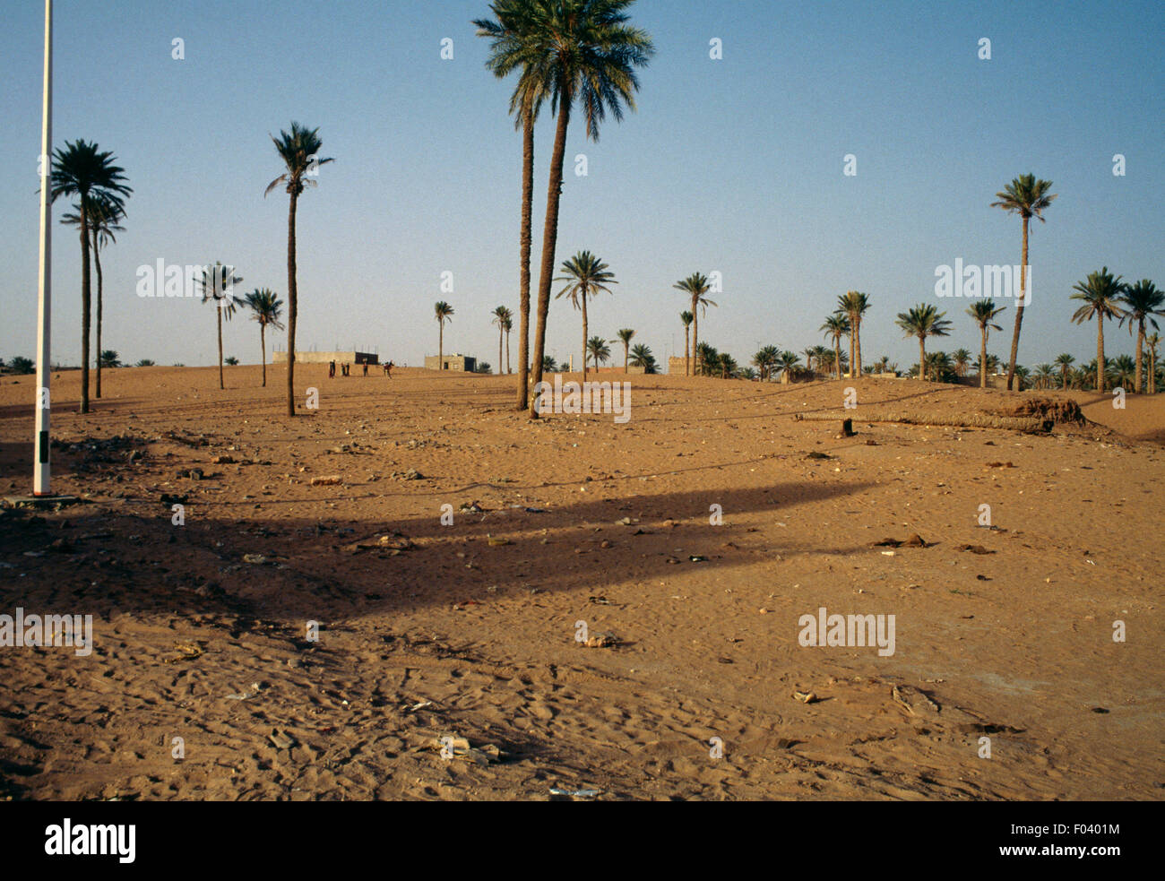 Palm grove, Bechar, Sahara Desert, Algeria Stock Photo - Alamy