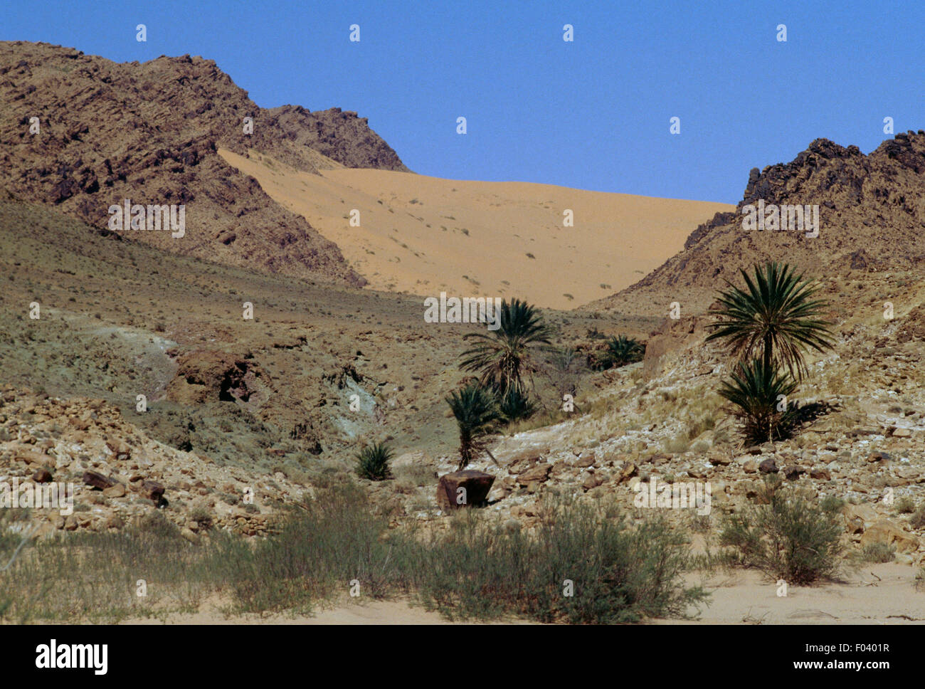 Palms in an arid landscape, near Bechar, Sahara Desert, Algeria Stock ...