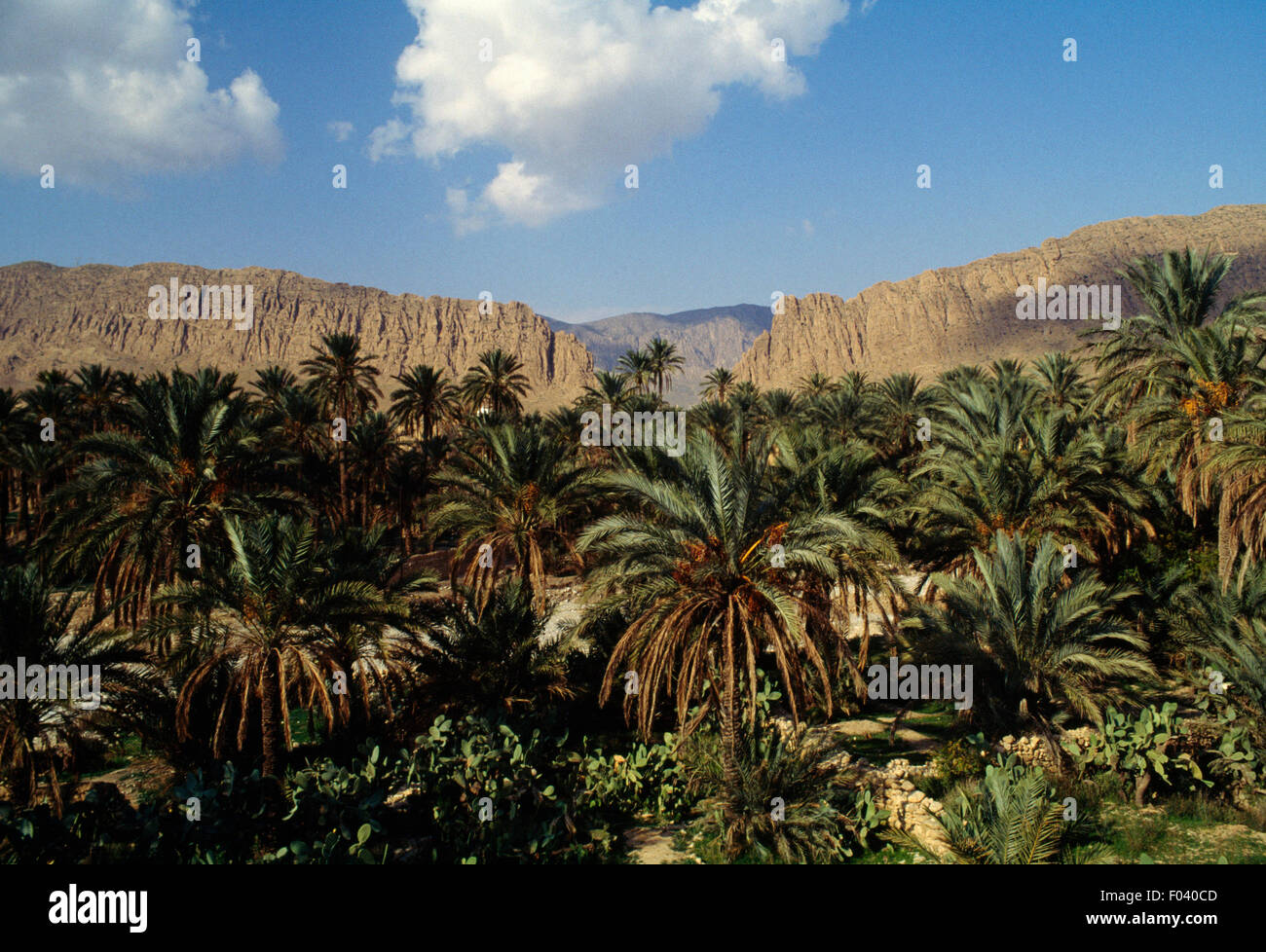 Palm grove, El Kantara Gorge, Sahara Desert, Algeria Stock Photo - Alamy