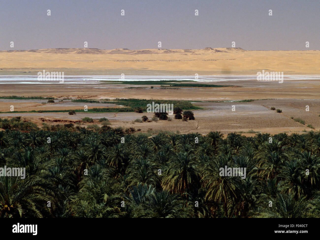 Palm grove and a sebkha (flat) near Timimoun, Sahara Desert, Algeria ...