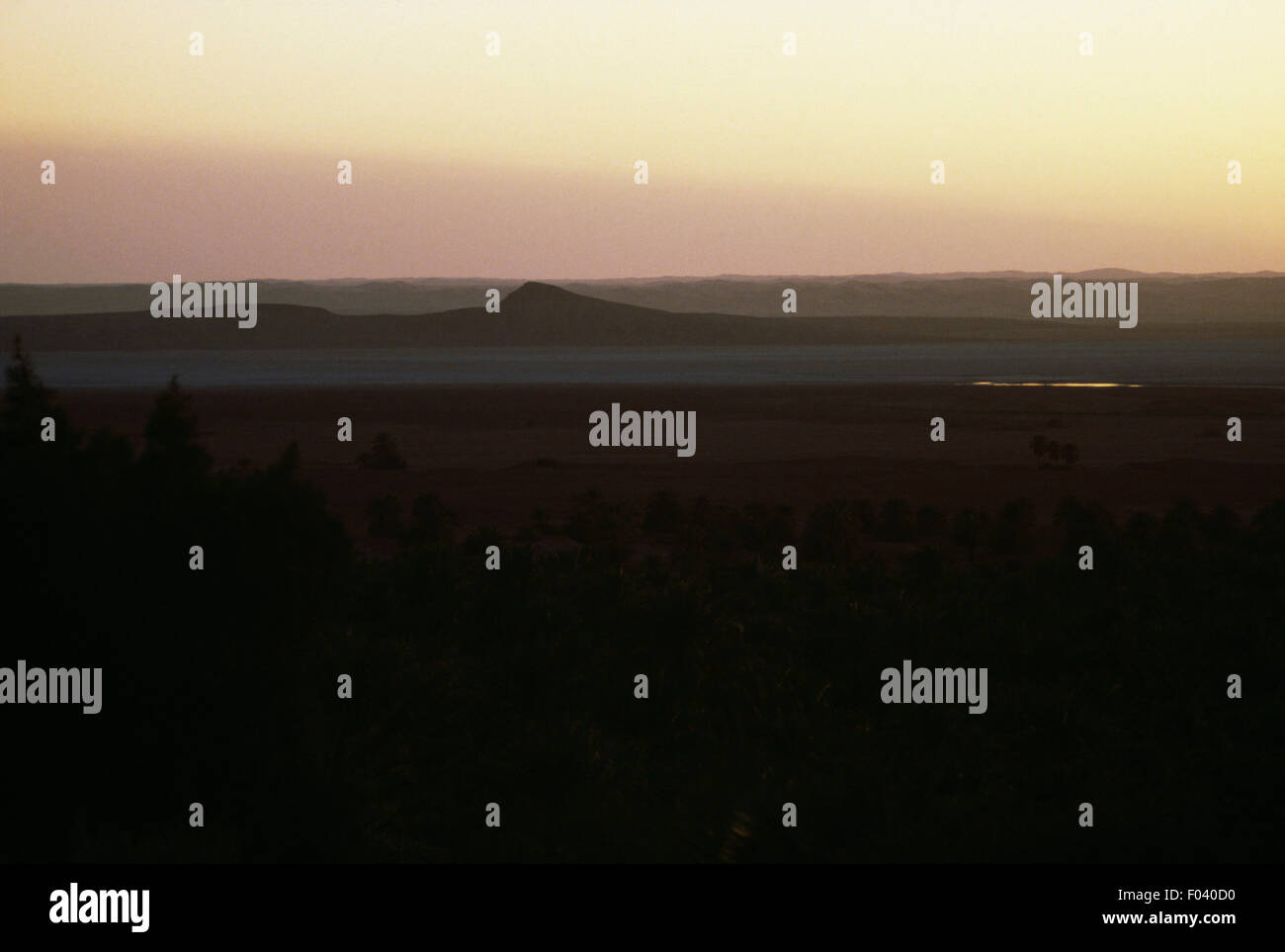 Palm grove and a sebkha (flat) at sunset near Timimoun, Sahara Desert ...