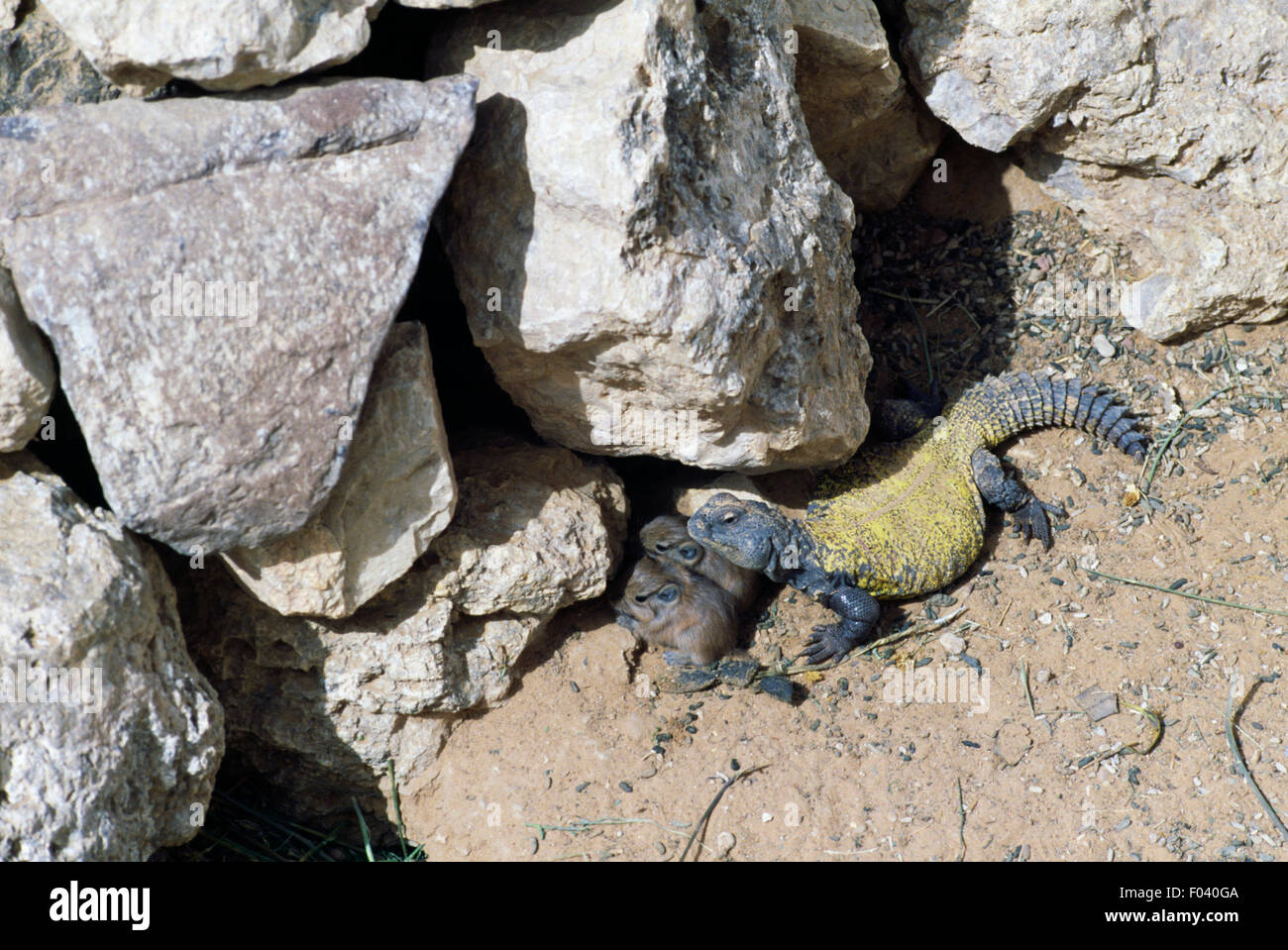 Spiny-tailed lizard (Uromastyx acanthinura), Sahara Desert, Algeria ...
