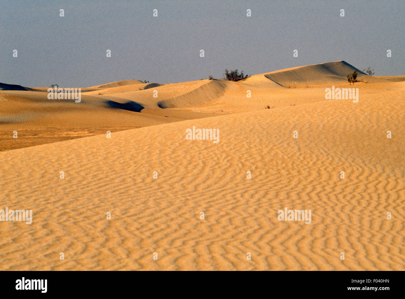 Sand dune and vegetation, near El Oued, Sahara Desert, Algeria Stock ...