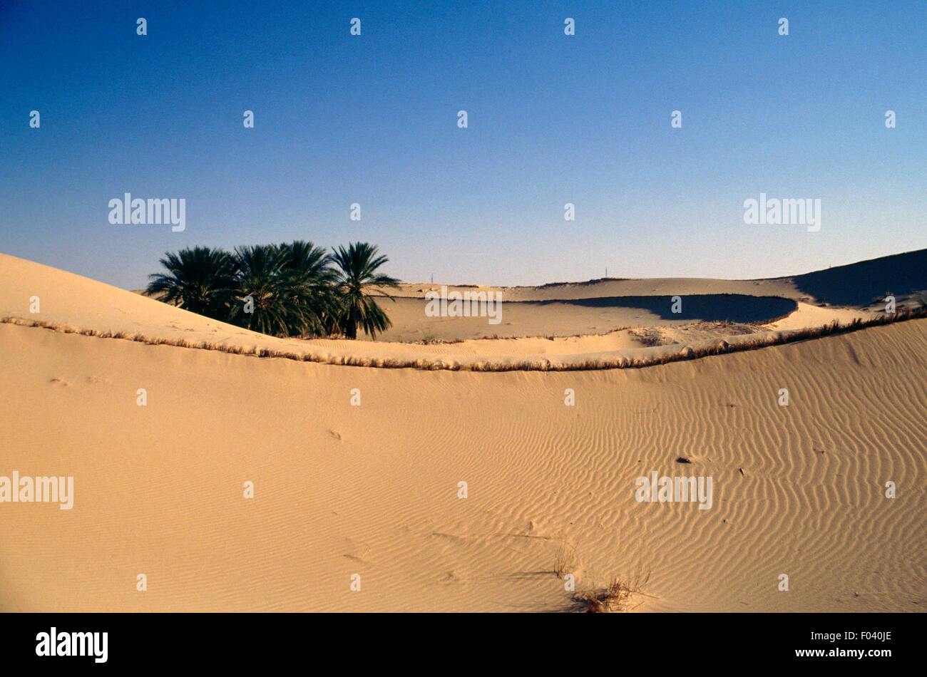 Oasis near El Oued, Sahara Desert, Algeria Stock Photo - Alamy