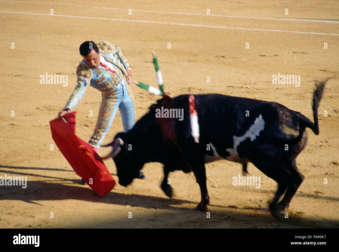 Bullfighter in action during a bullfight using the muleta (cape with ...