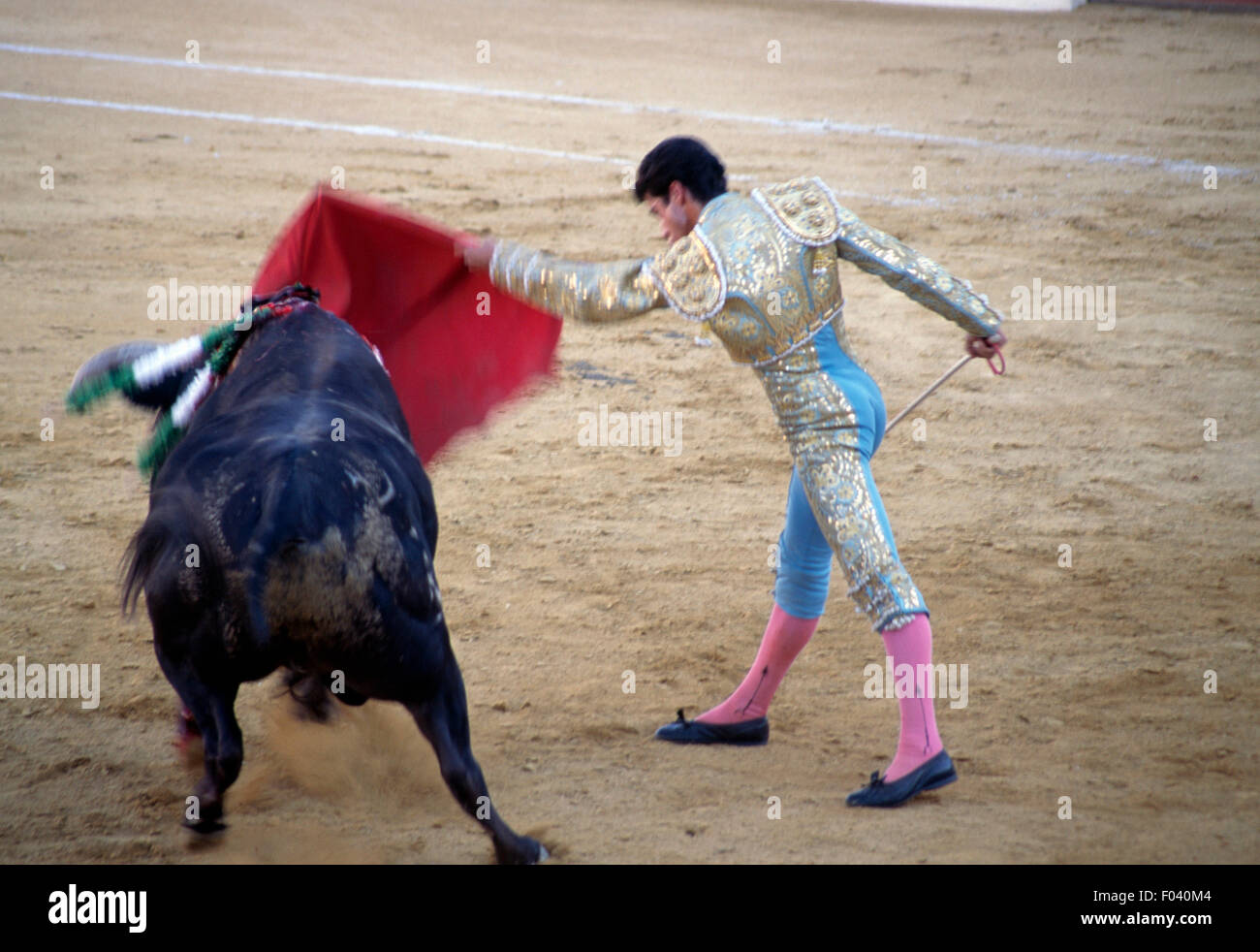 The bullfighter poised next to the bull with the sword (estoque ...