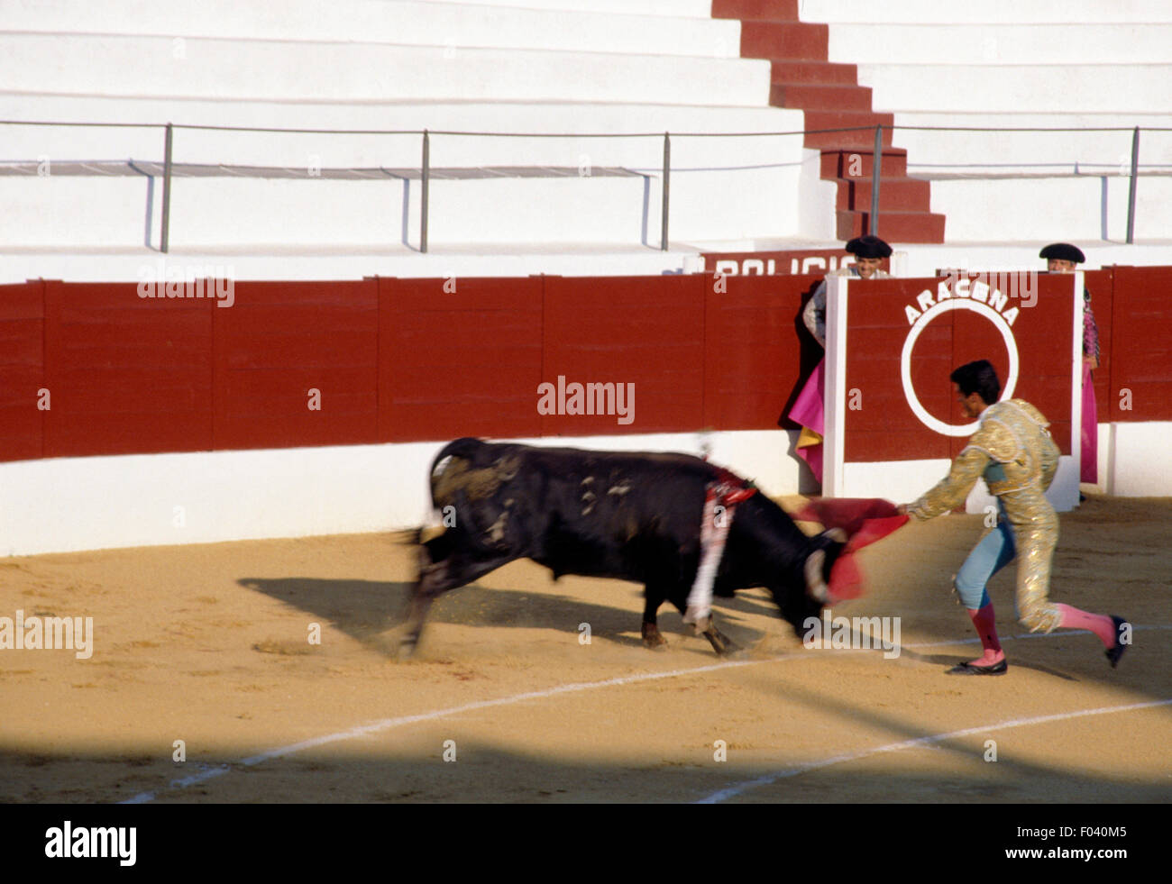 Bullfighter in action during a bullfight using the muleta (cape with ...