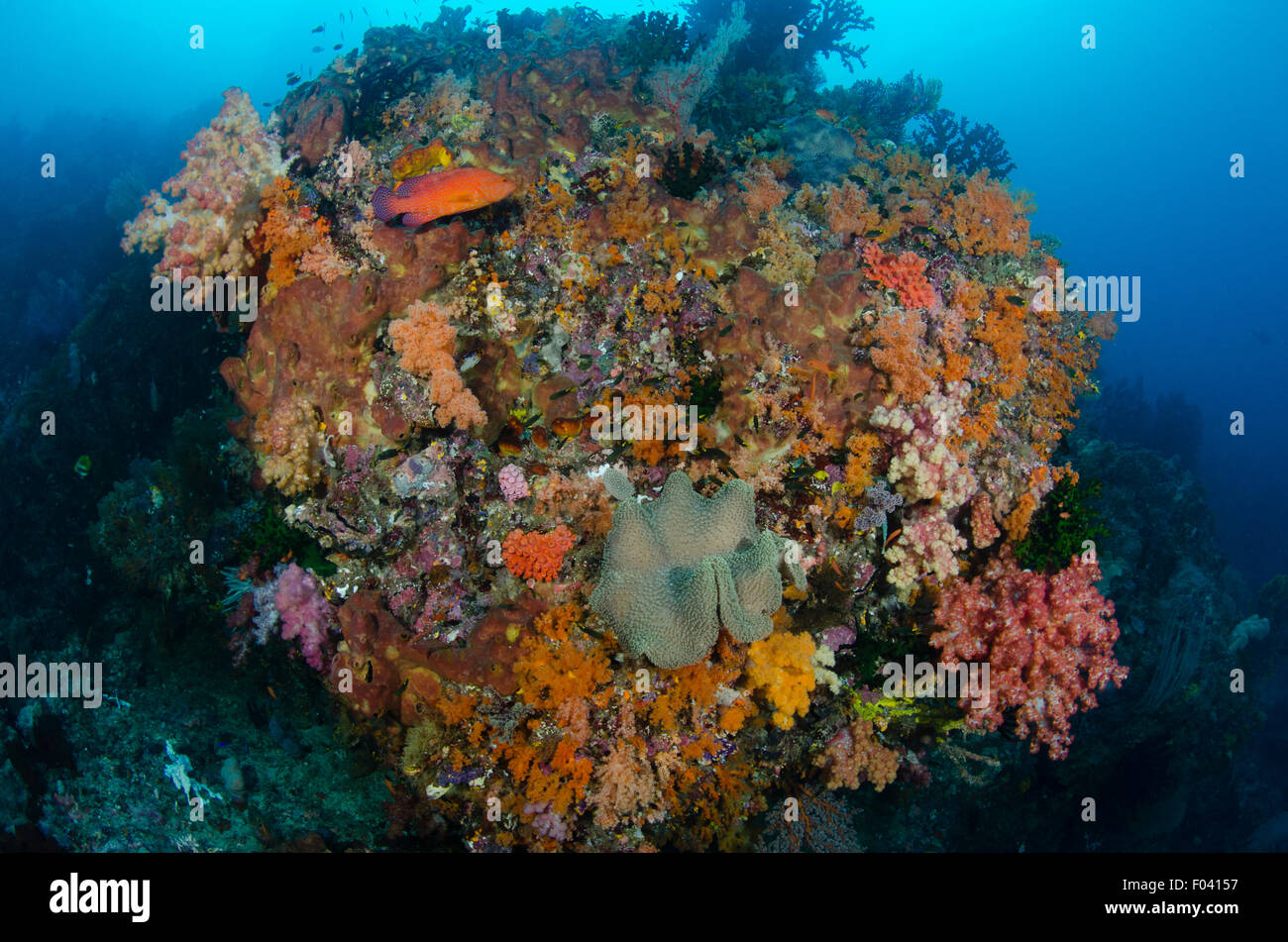 Coral bommie with soft corals and tropical fish, Raja Ampat, Indonesia ...