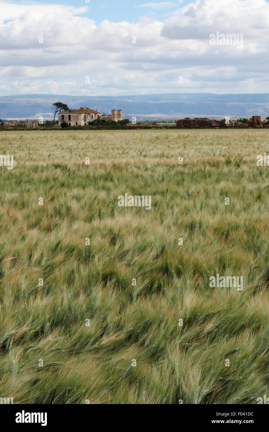 Windswept field of wheat and a farmhouse in the background Stock Photo ...