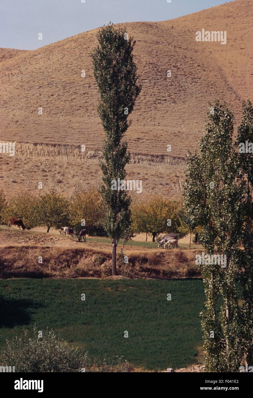 Cultivated field and animals grazing in a desert oasis, Iranian ...