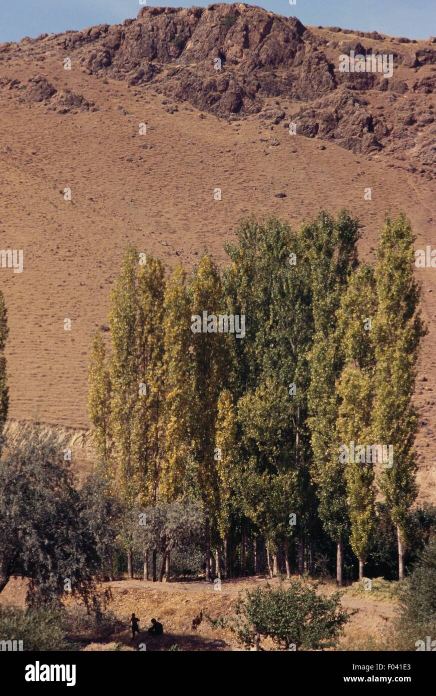 Vegetation in a desert oasis, Iranian Azerbaijan, Iran Stock Photo - Alamy
