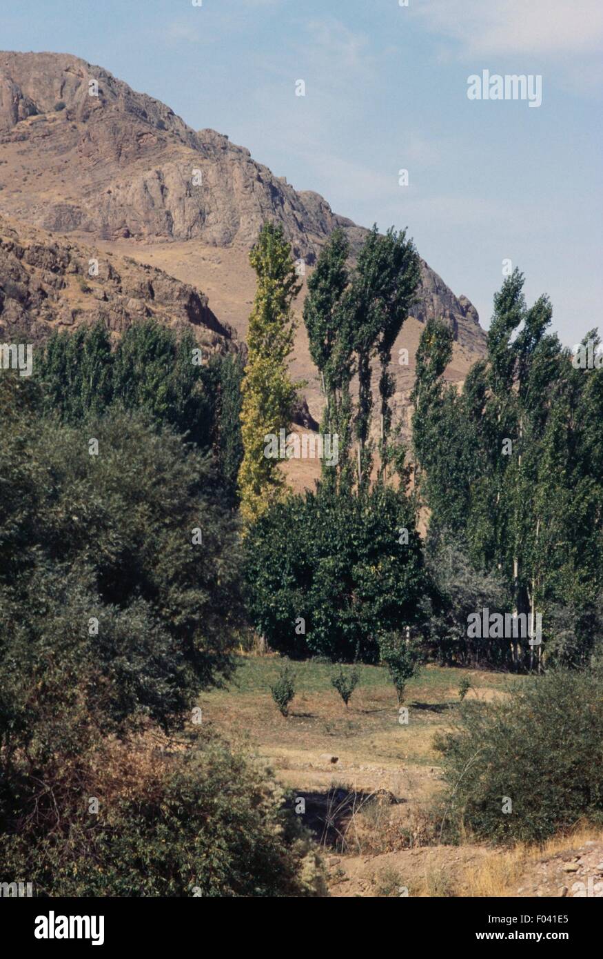 Vegetation in a desert oasis, Iranian Azerbaijan, Iran Stock Photo - Alamy