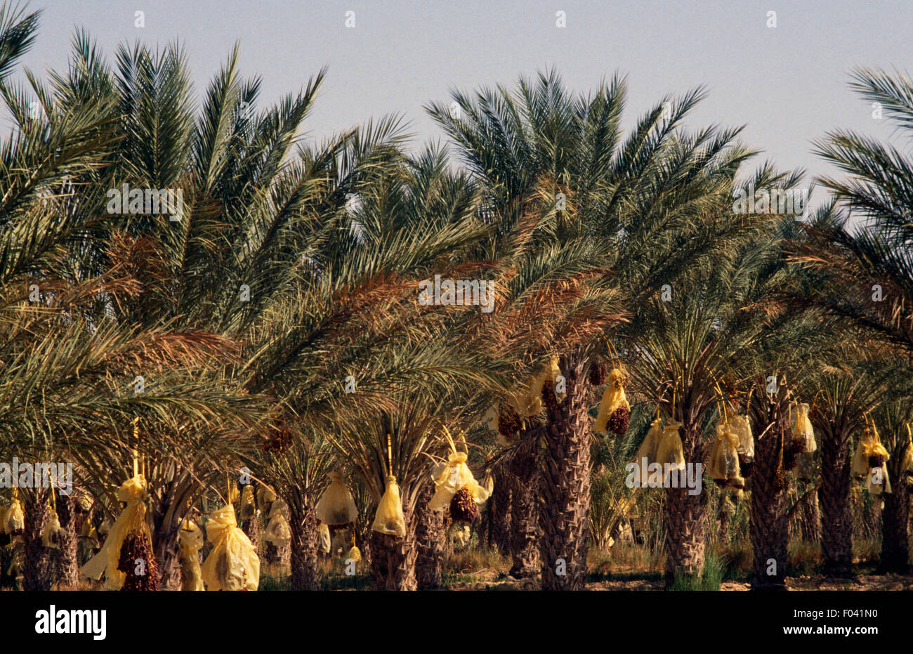 Date palm grove, Douz, Tunisia Stock Photo - Alamy