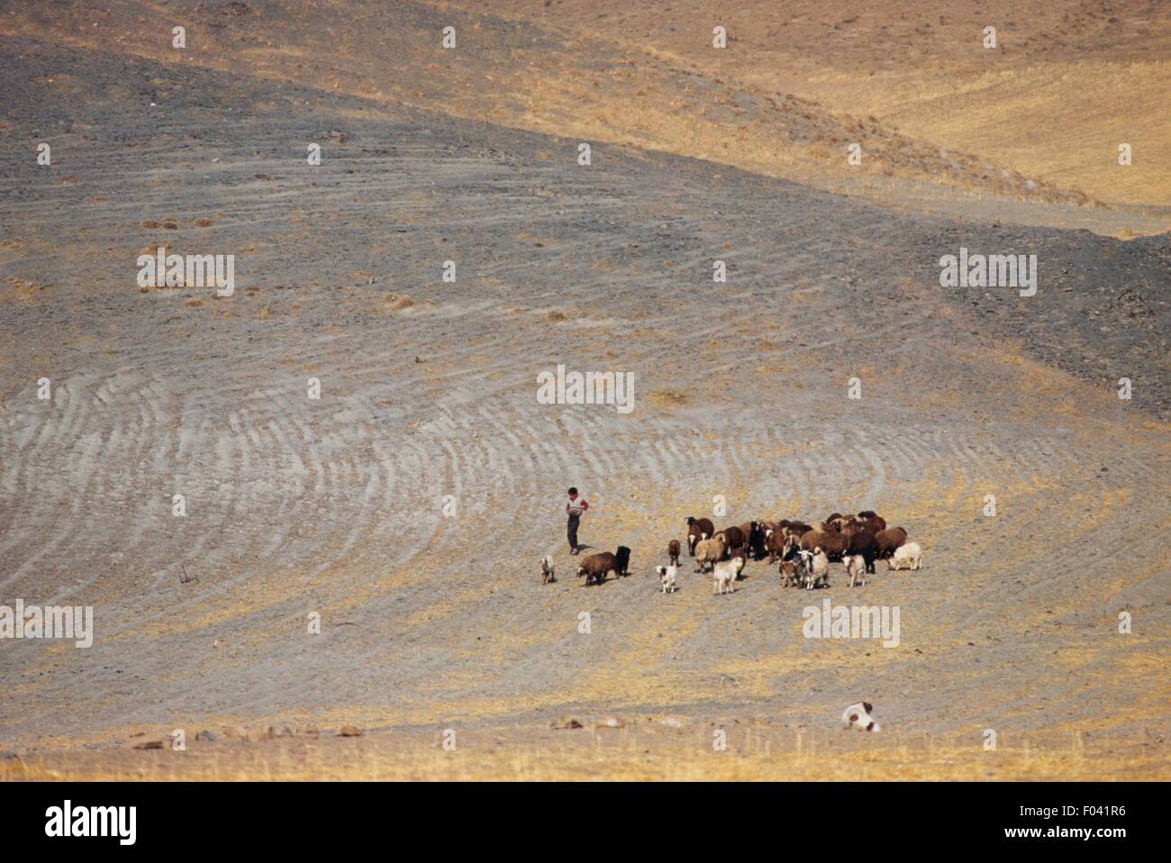 Animals grazing near Kangavar, Kermanshah Province, Iran Stock Photo ...