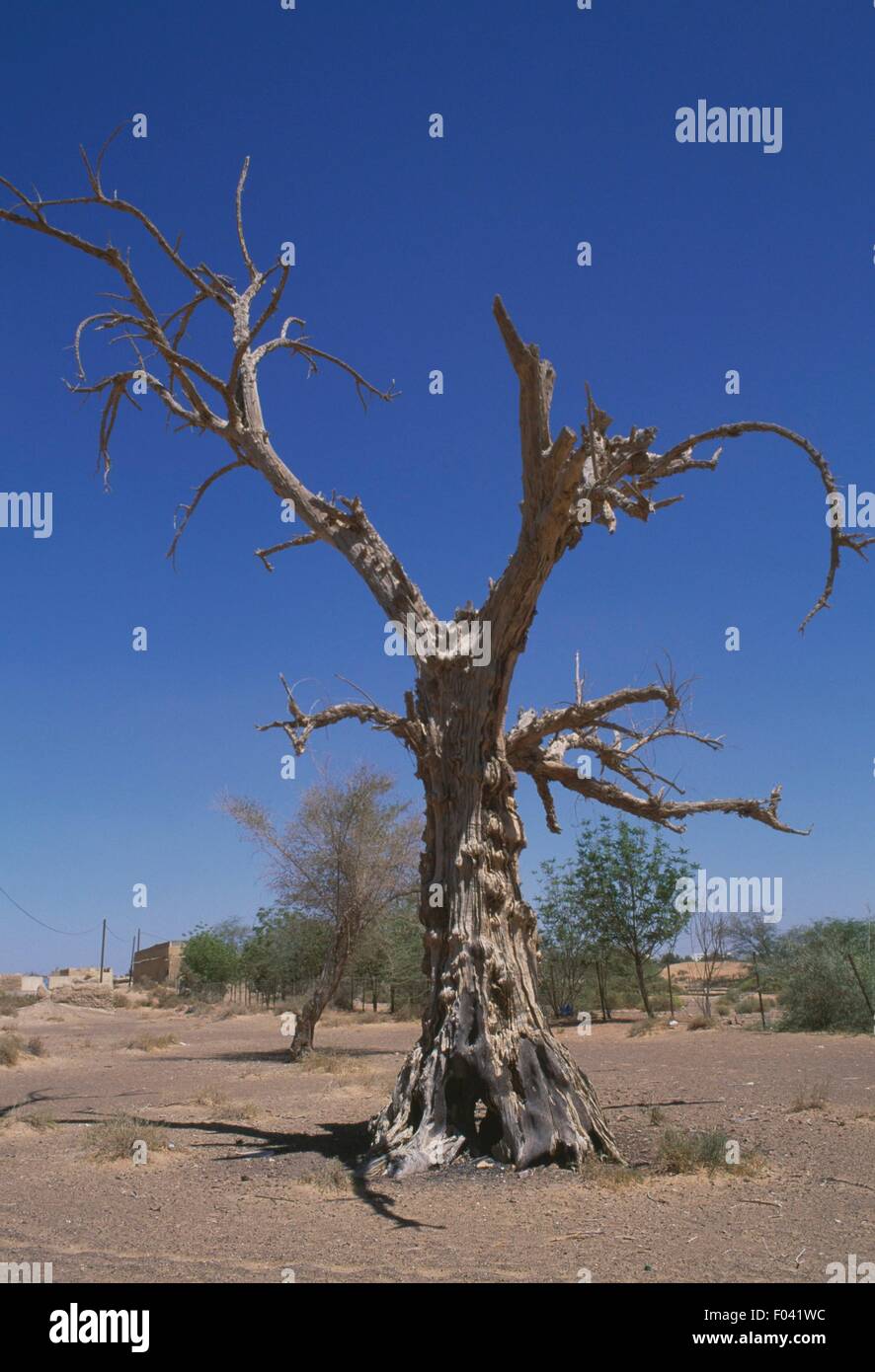 Dry tree, Al Buraimi, on the border between United Arab Emirates and ...