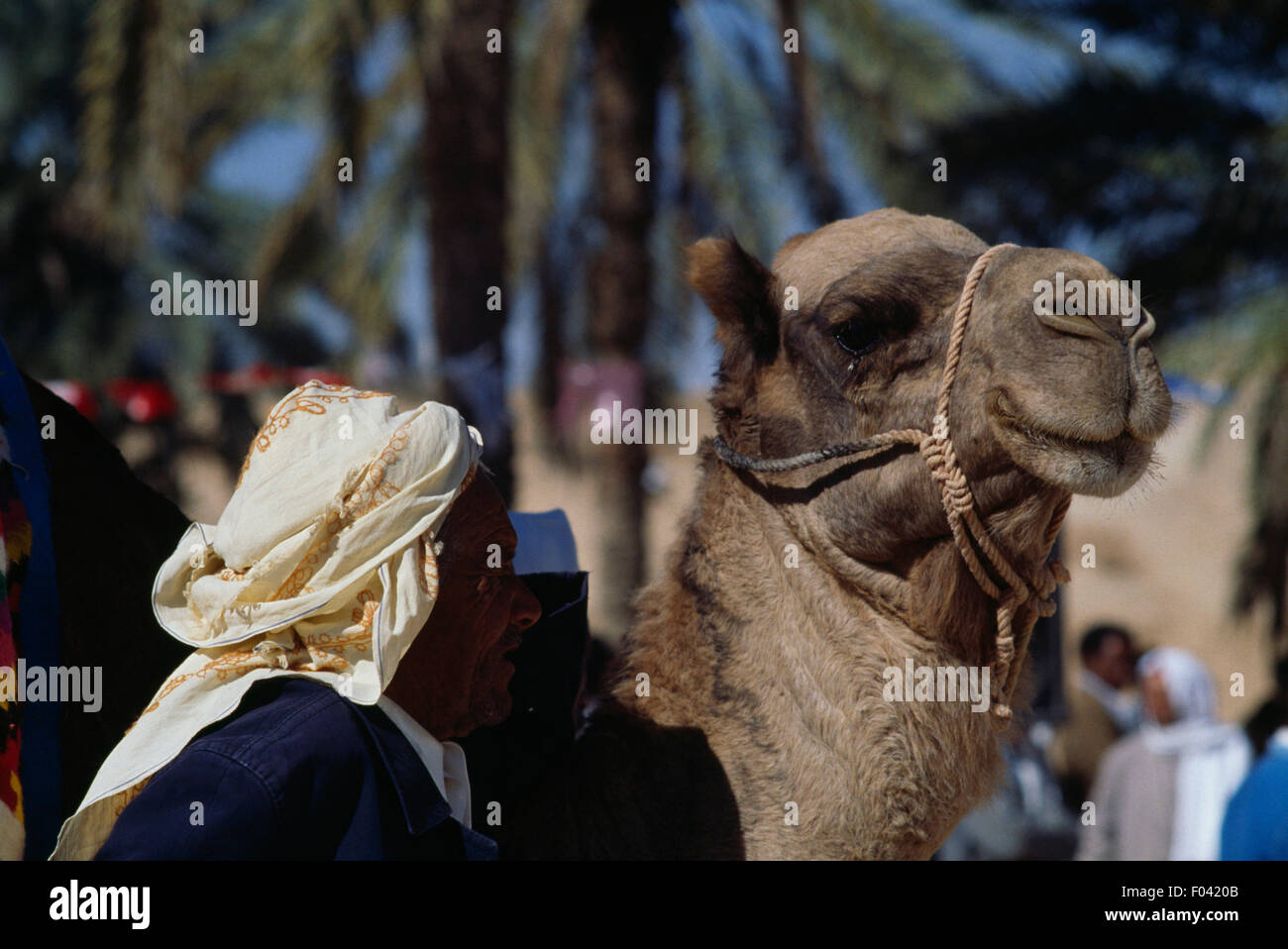 Man with a camel, Matmata Berber festival, Tunisia Stock Photo - Alamy