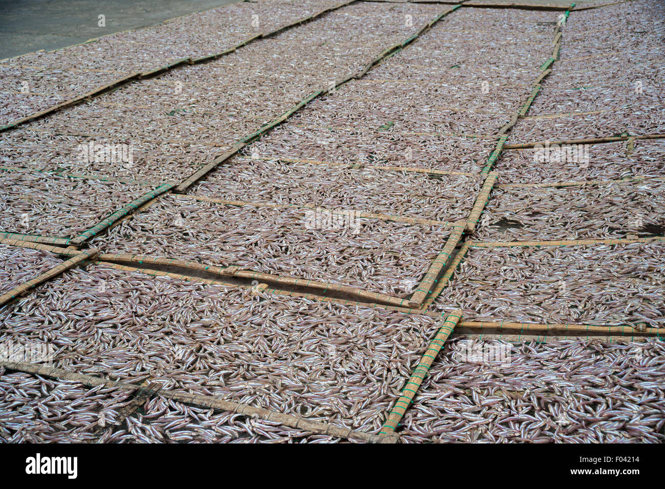 Planty of little anchovy fish drying on open air Stock Photo - Alamy