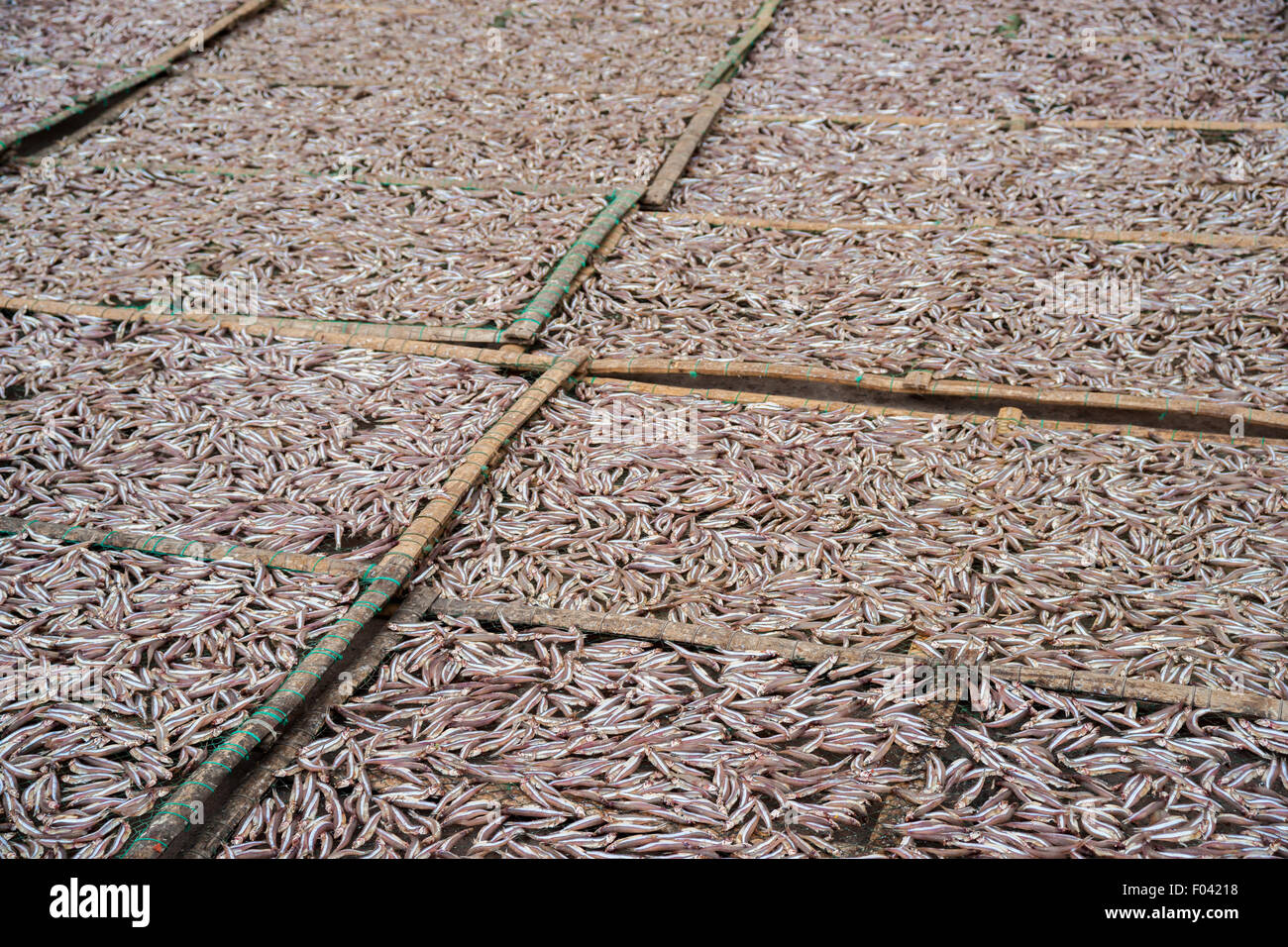 Planty of little anchovy fish drying on open air Stock Photo - Alamy