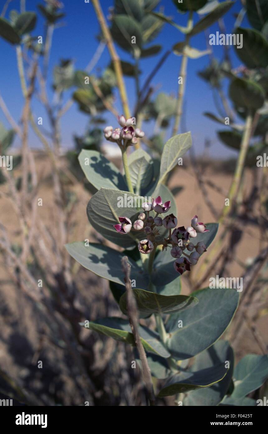 Muweilah hi-res stock photography and images - Alamy