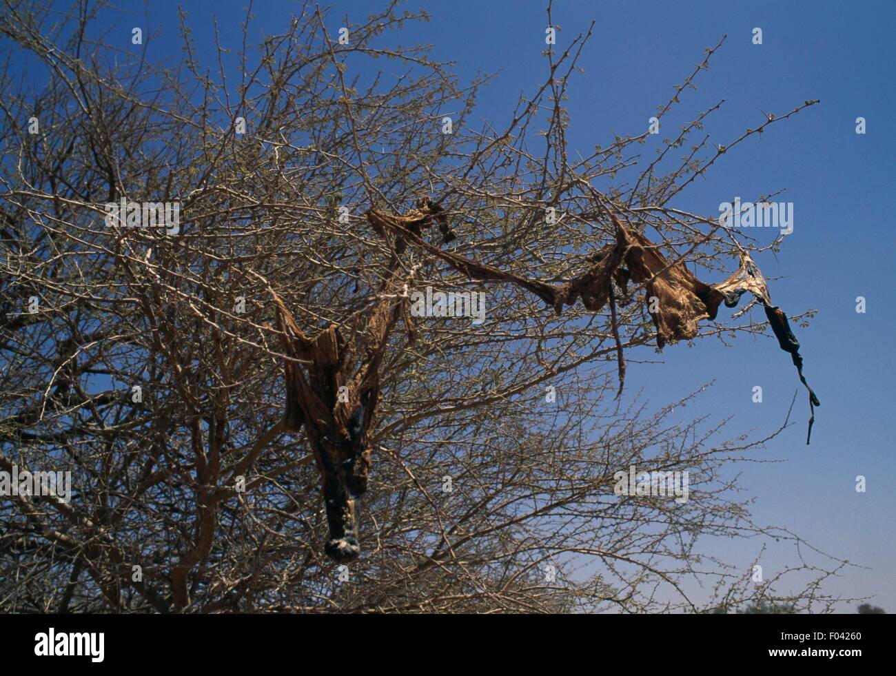 Trees, Hili, Abu Dhabi, United Arab Emirates Stock Photo - Alamy