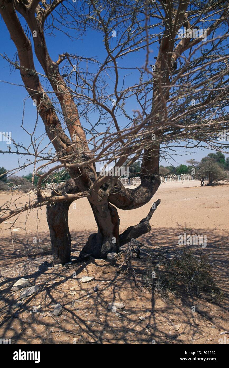 Tree, Hili, Abu Dhabi, United Arab Emirates Stock Photo - Alamy