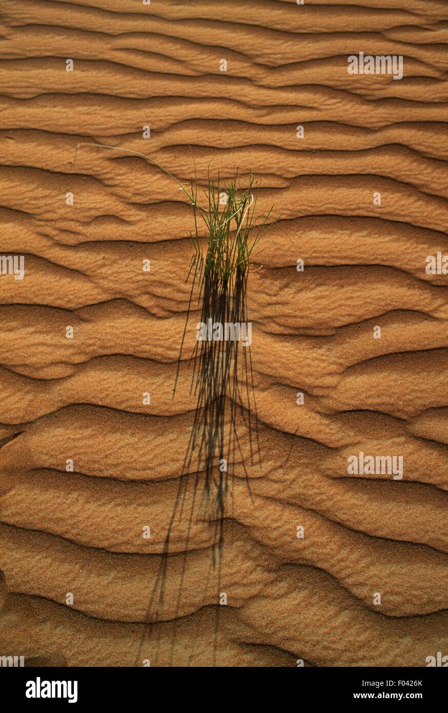 Grass blades among desert dunes, Arabian Desert, United Arab Emirates ...