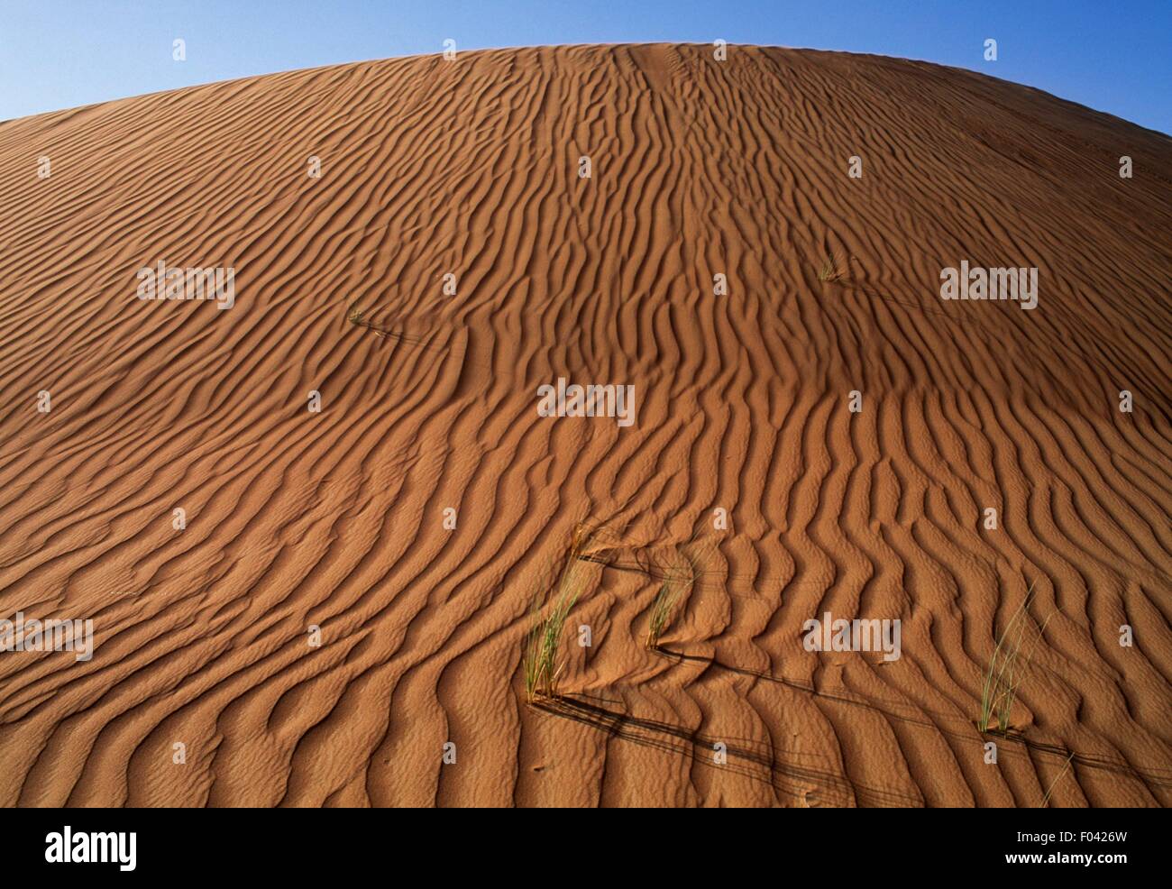 Lines of sand shaped by the wind, Arabian Desert, United Arab Emirates ...