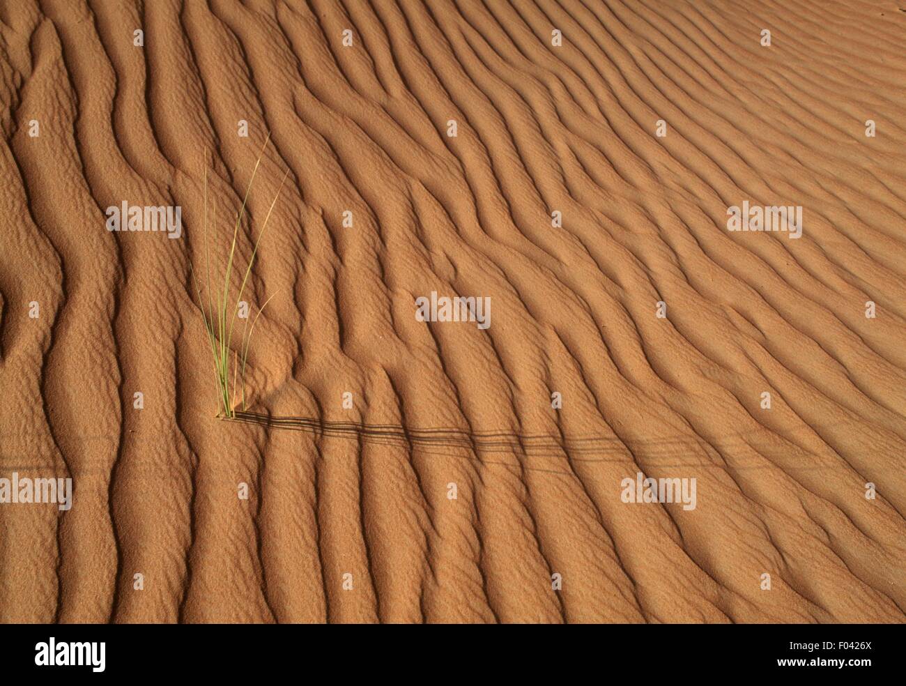 Grass blades among dunes, Arabian Desert, United Arab Emirates Stock ...