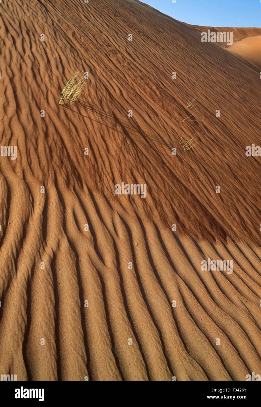 Grass blades among dunes, Arabian Desert, United Arab Emirates Stock ...