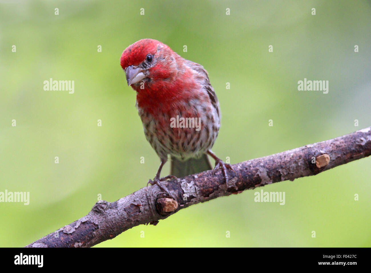 Carpodacus hi-res stock photography and images - Alamy
