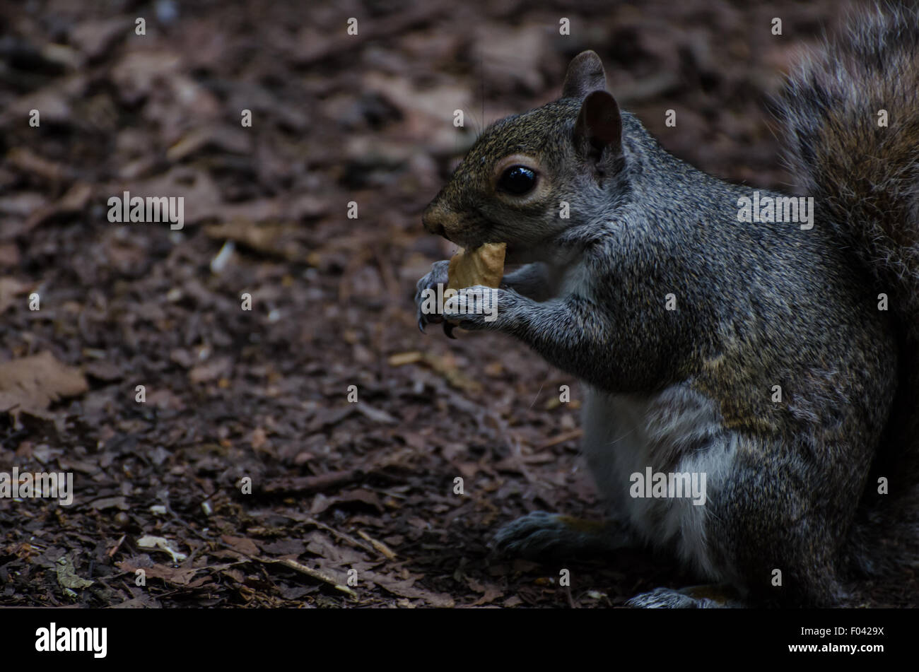 A Posing Squirrel Eating Biscuits Stock Photo - Alamy