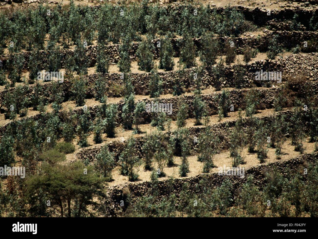 Fields yemen agriculture hi-res stock photography and images - Alamy