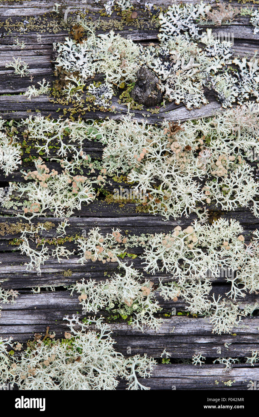 Moss and lichen in forest. close up background Stock Photo - Alamy