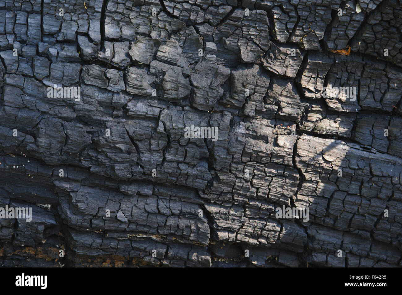 Close up background of burnt pine tree surface Stock Photo - Alamy