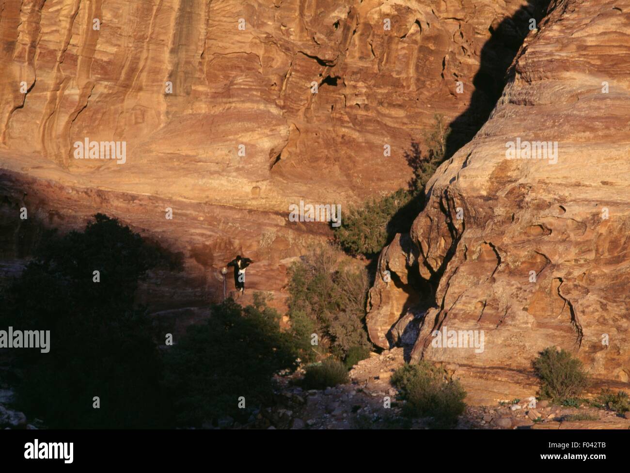 Gorge with vegetation near the ancient city of Petra, Jordan Stock ...