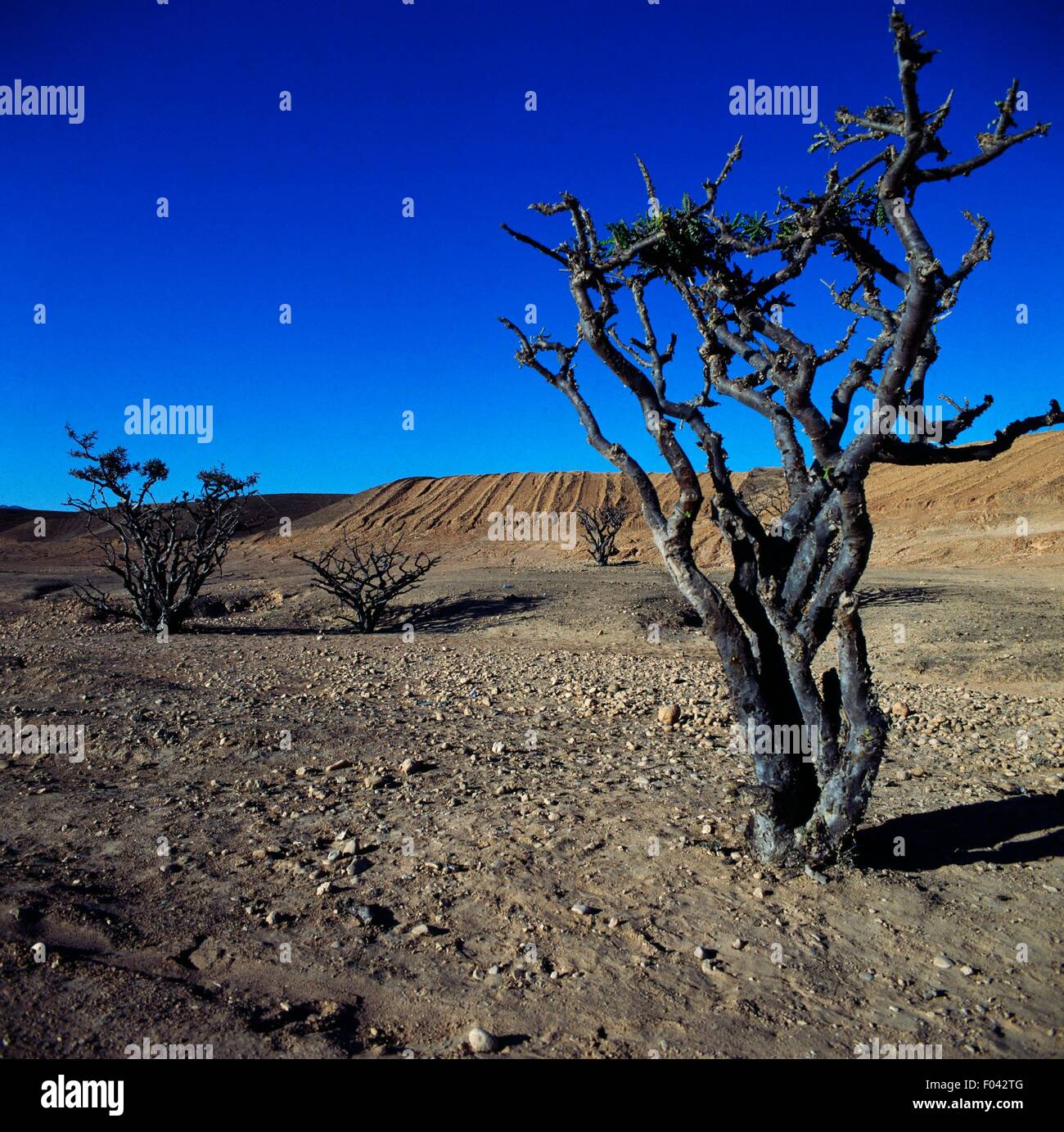 Frankincense (Boswellia sacra), near Salalah, Oman Stock Photo - Alamy