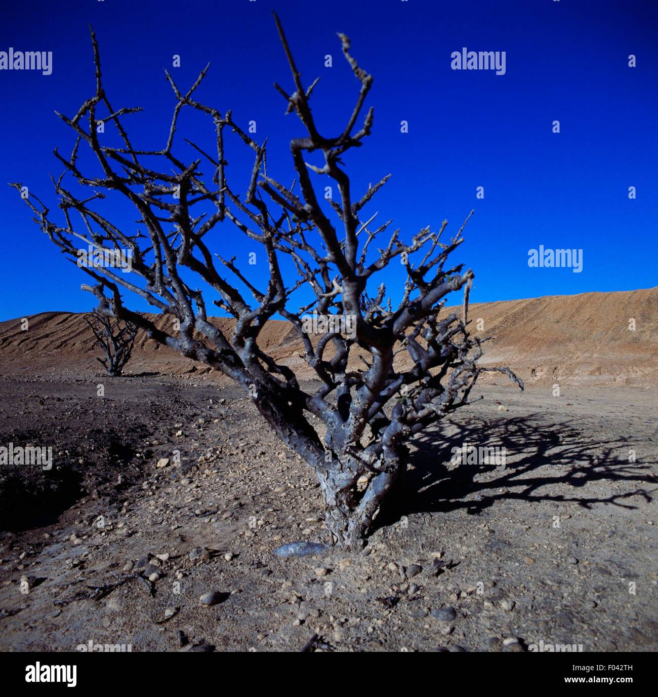 Frankincense (Boswellia sacra), near Salalah, Oman Stock Photo - Alamy