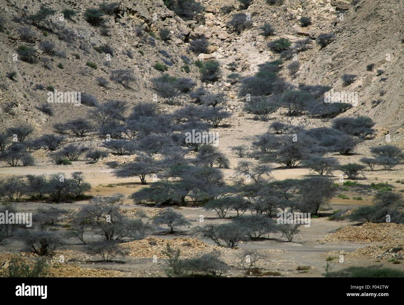 Arid landscape and trees near Muscat, Oman Stock Photo - Alamy
