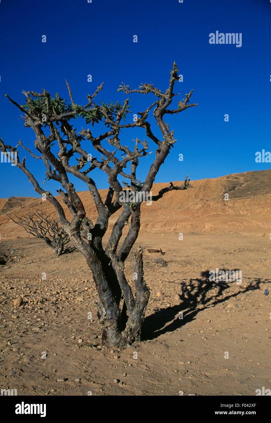 Frankincense (Boswellia sacra), near Salalah, Oman Stock Photo - Alamy