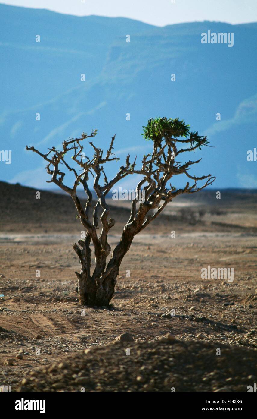 Frankincense (Boswellia sacra), near Salalah, Oman Stock Photo - Alamy