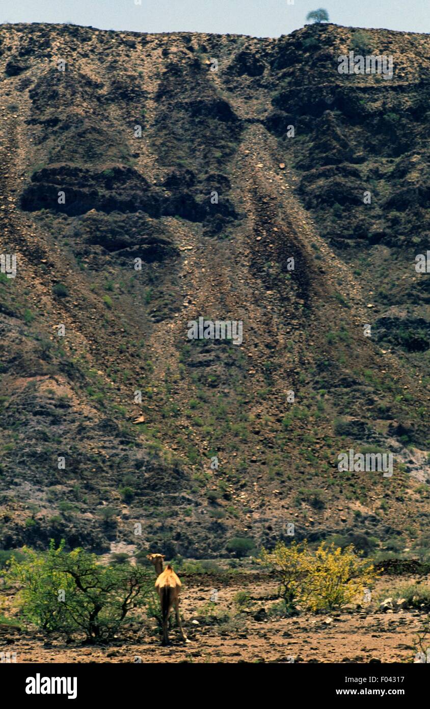 Desert landscape, Djibouti Stock Photo - Alamy